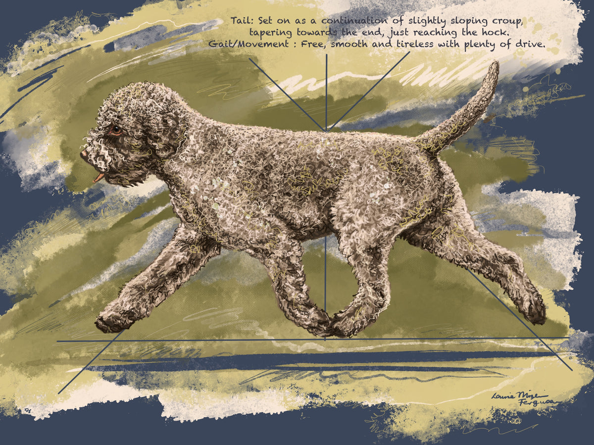 Lagotto Romagnolo Illustrated UK Breed standard- Tail, Gait/Movement ...